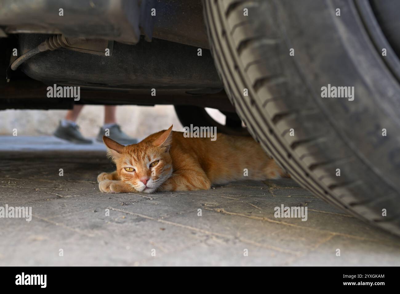 Gray cat lies on orange hi-res stock photography and images - Alamy