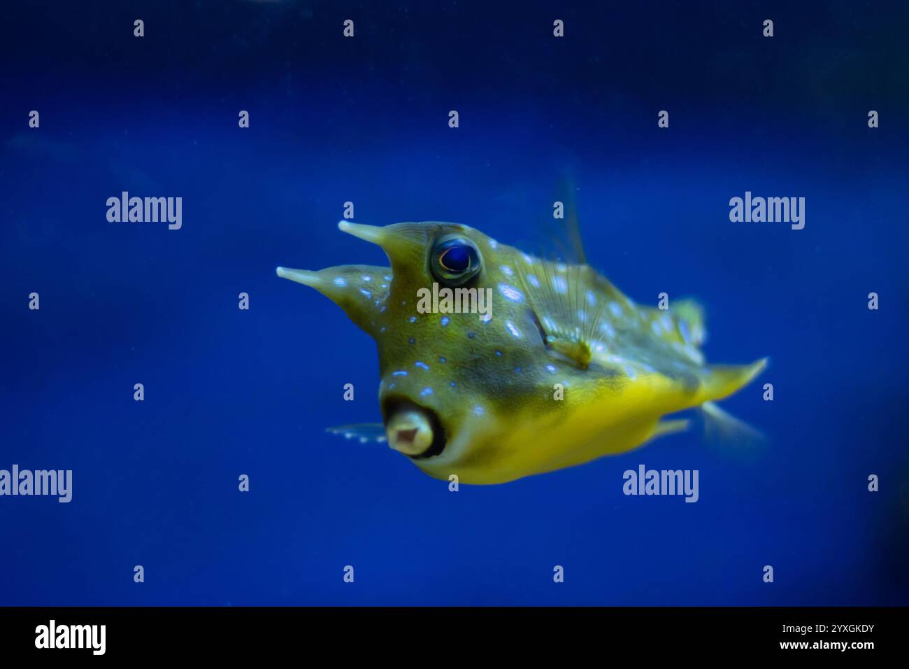 A vibrant and colorful fish showcasing an unusual and fascinating shape ...