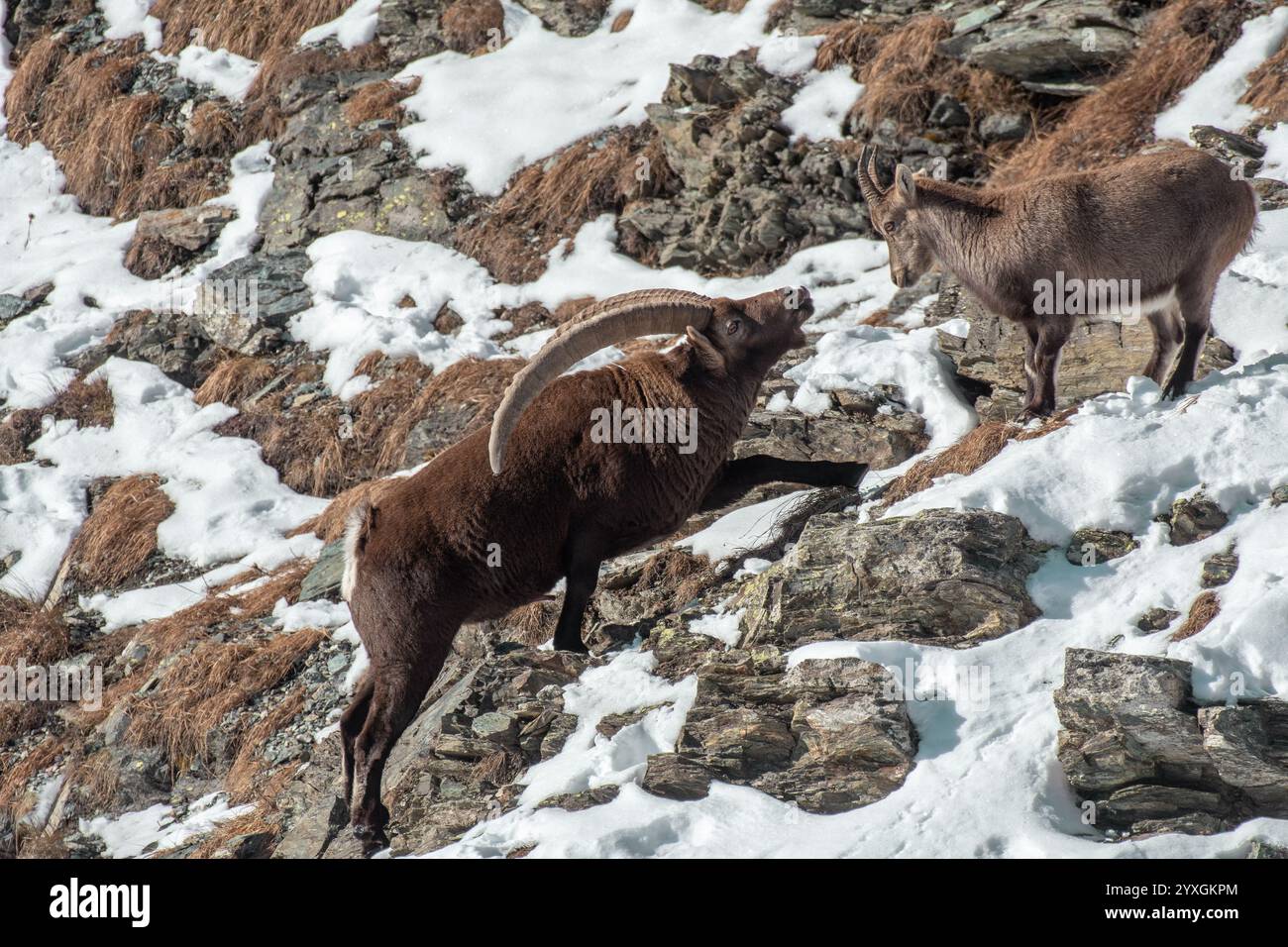 Courtship of imposing male Alpine ibex, Capra ibex, on steep rock and ...