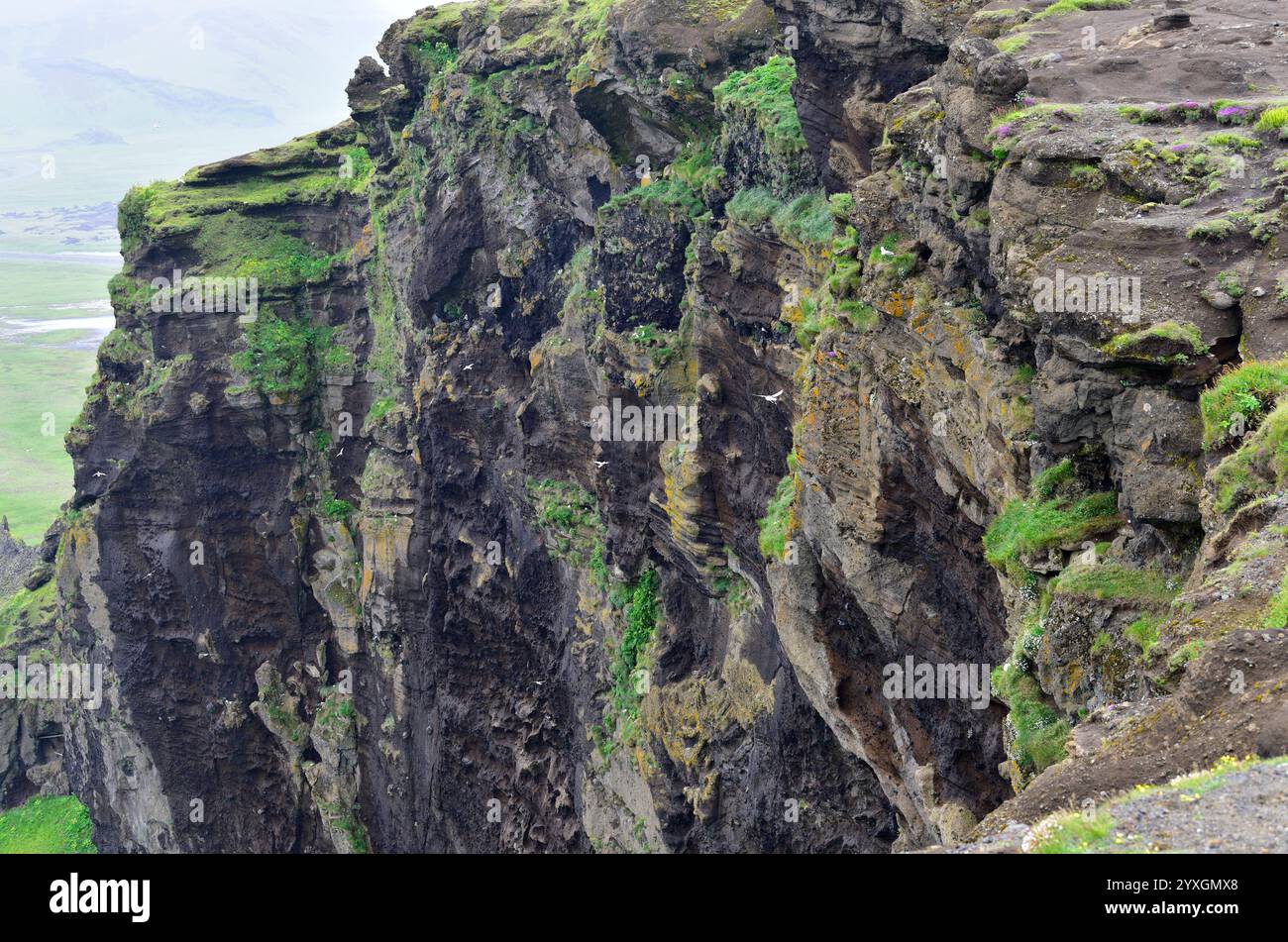 Birds nests of iceland hi-res stock photography and images - Alamy