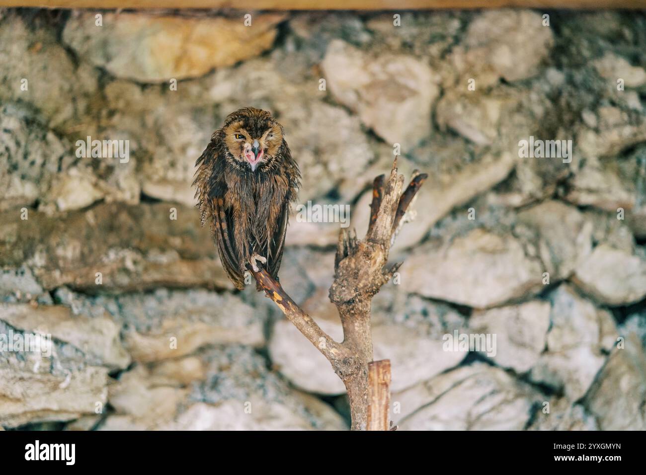 Long-eared owl with an open beak sits on a branch in a cage at the zoo ...