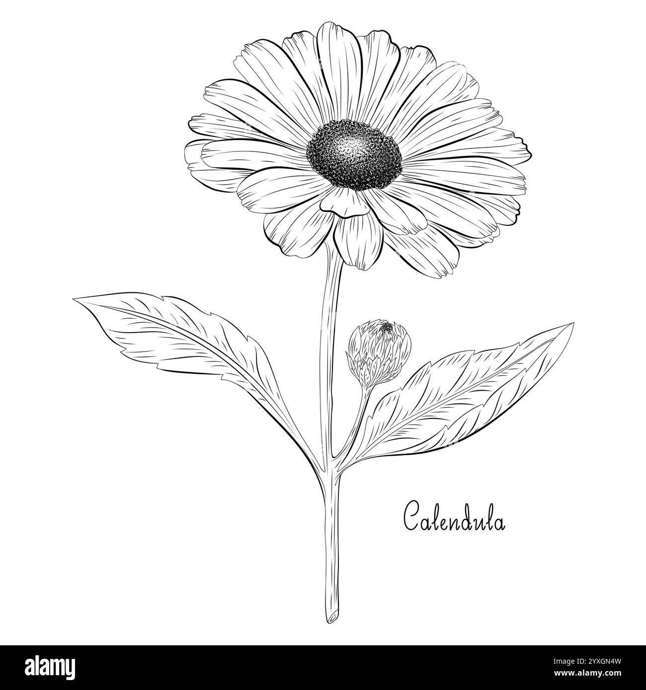 Calendula Flower Tattoo Designs