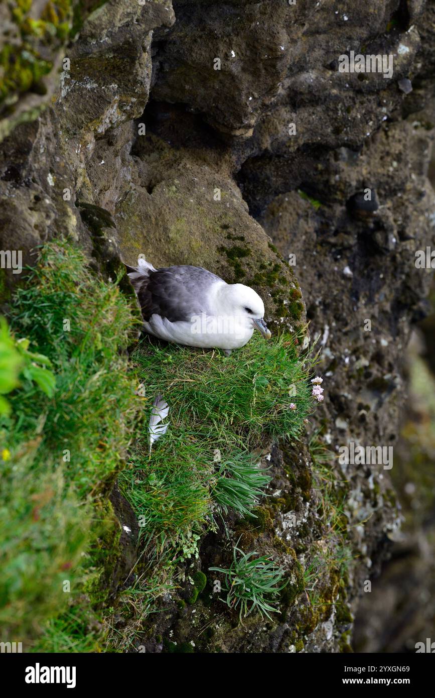 Northern fulmar (Fulmarus glacialis) in a Dyrholaey cliff. Vik, Iceland ...