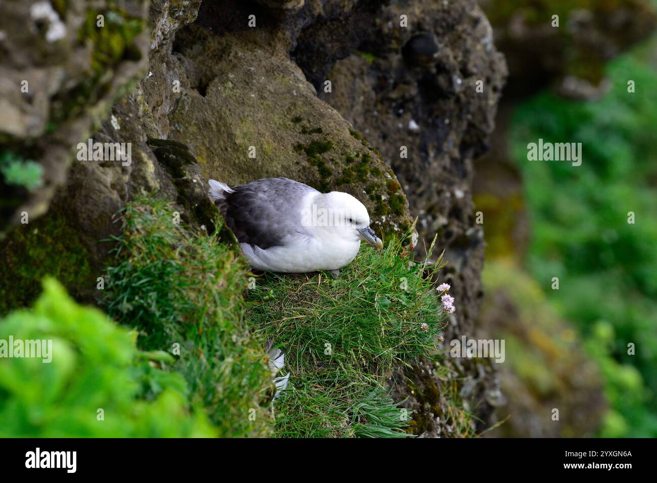 Northern fulmar (Fulmarus glacialis) in a Dyrholaey cliff. Vik, Iceland ...