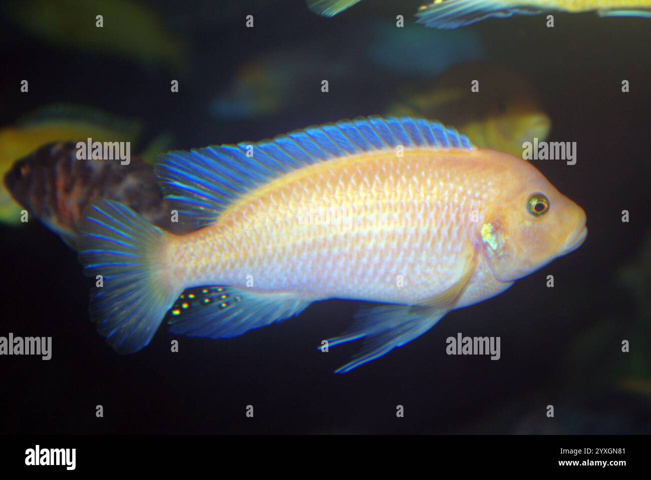 Red zebra (Maylandia estherae Stock Photo - Alamy