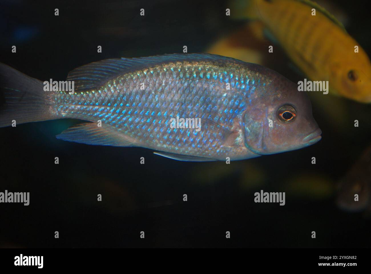 Cyrtocara moorii, commonly known as the hump-head or Malawi blue ...