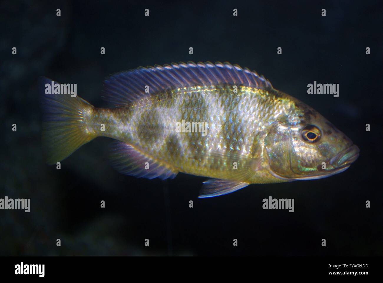 Nimbochromis venustus, commonly called venustus hap or giraffe hap ...