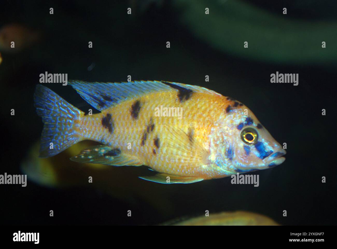 Peacock Cichlid OB Marmalade (Aulonocara sp Stock Photo - Alamy