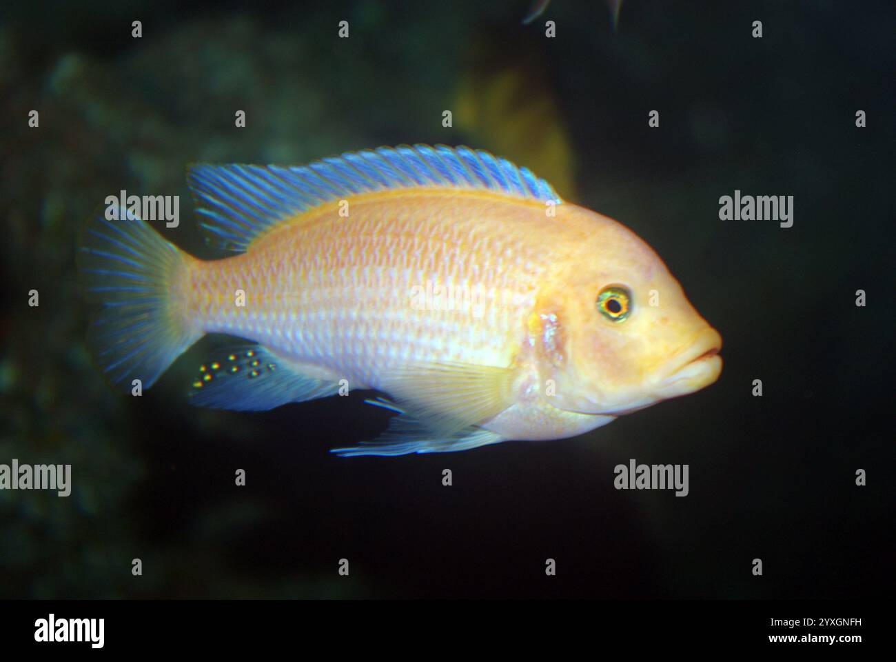 Red zebra (Maylandia estherae Stock Photo - Alamy