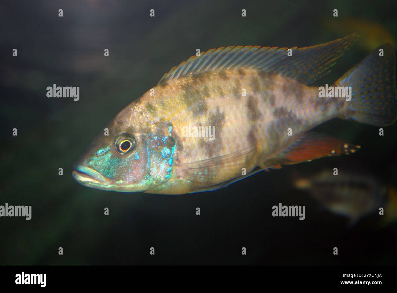 Peacock Cichlid OB Marmalade (Aulonocara sp Stock Photo - Alamy