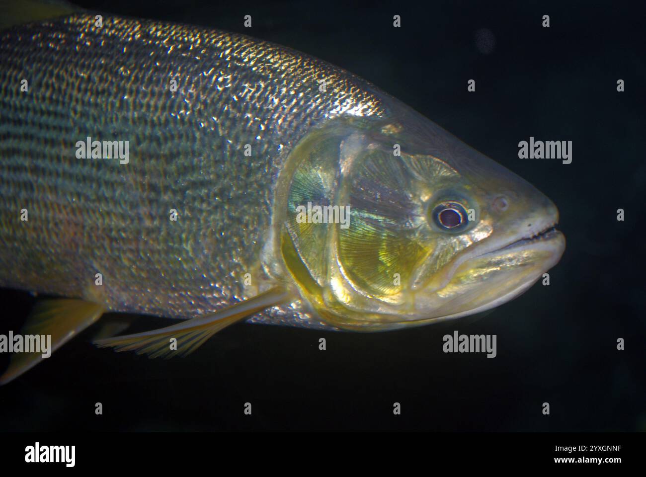 Salminus brasiliensis, also known as the golden dorado, dorado, river ...