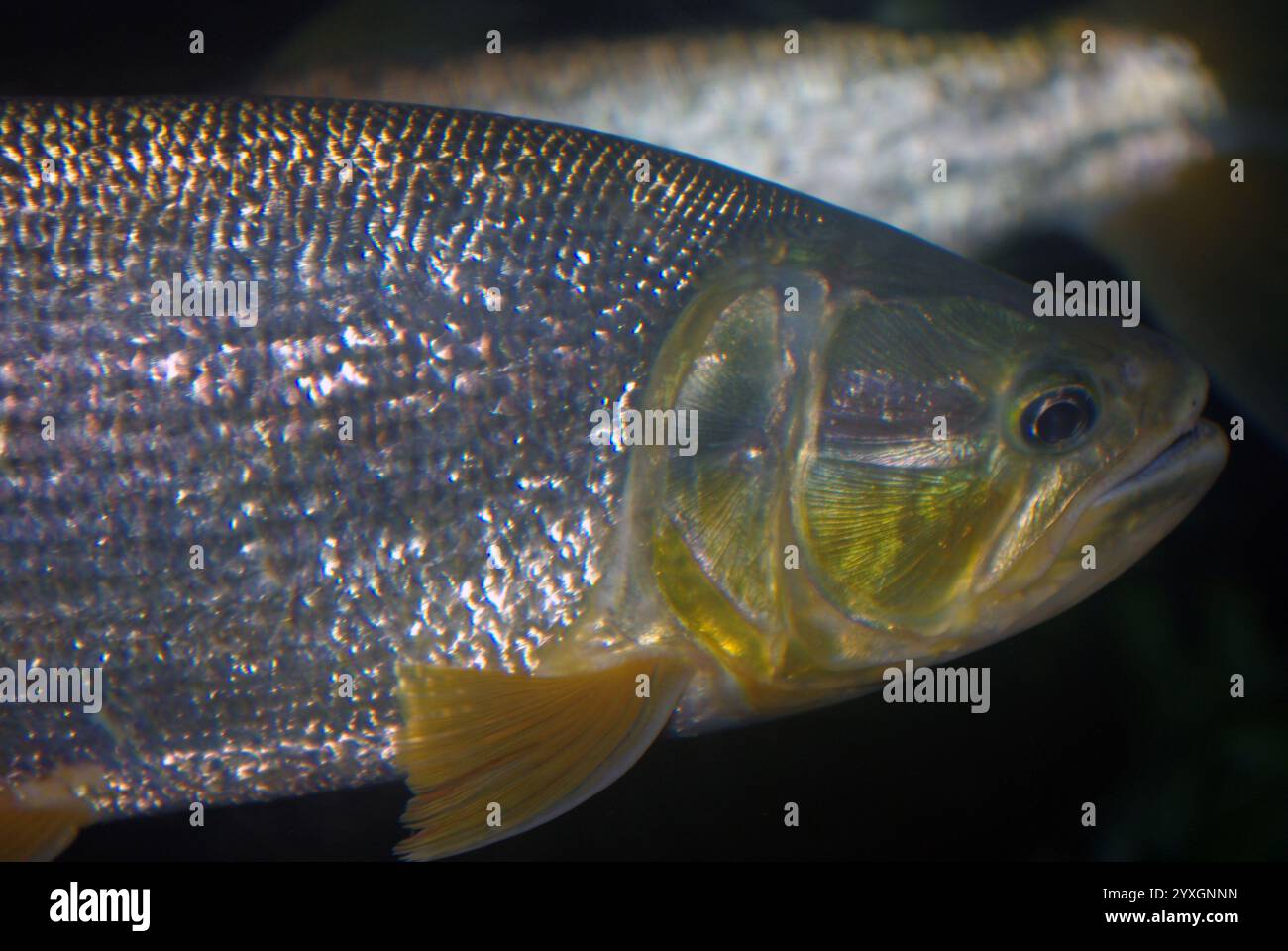Salminus brasiliensis, also known as the golden dorado, dorado, river ...
