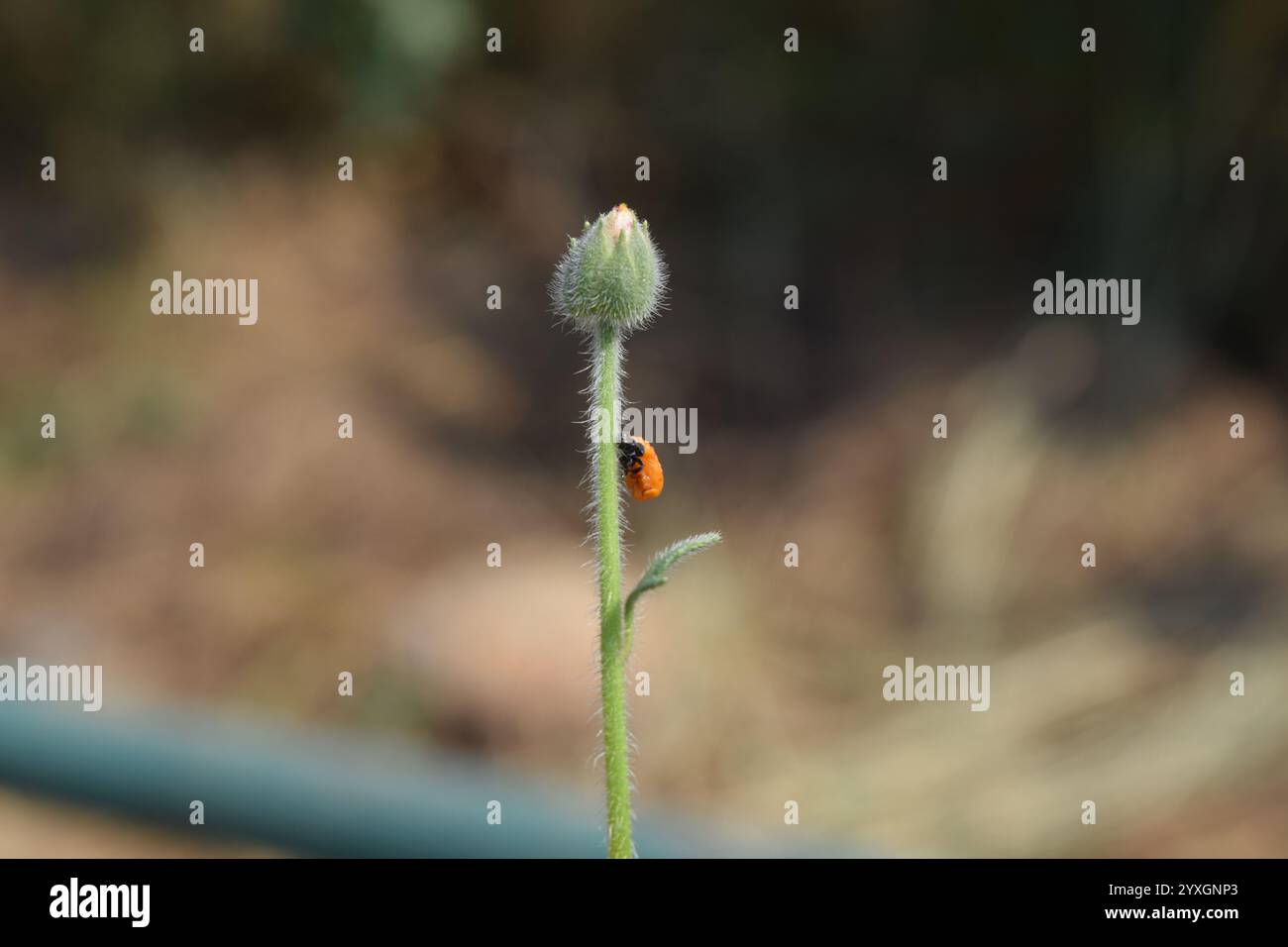 Insect still life hi-res stock photography and images - Alamy