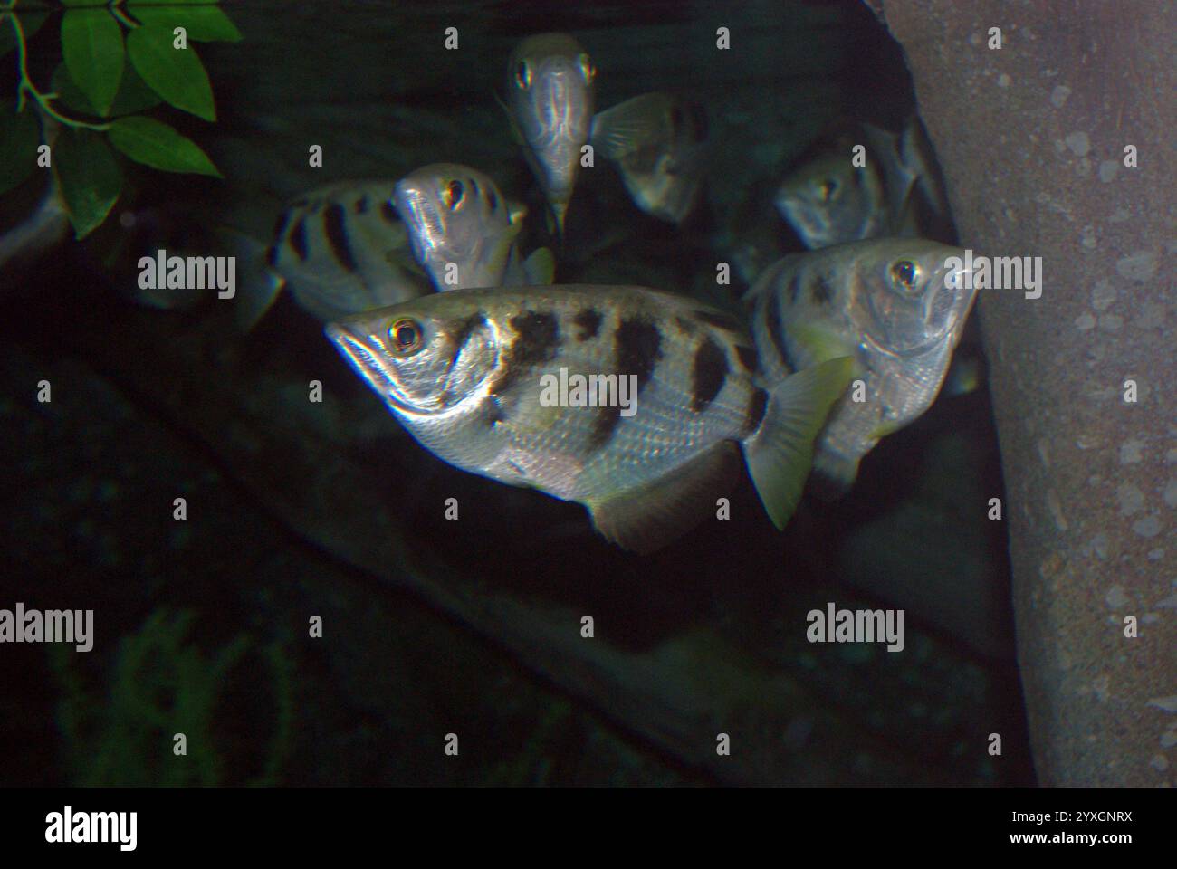 Banded archerfish, Toxotes jaculatrix Stock Photo - Alamy