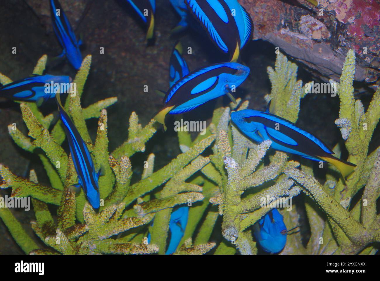 Dory fish tank hi-res stock photography and images - Alamy