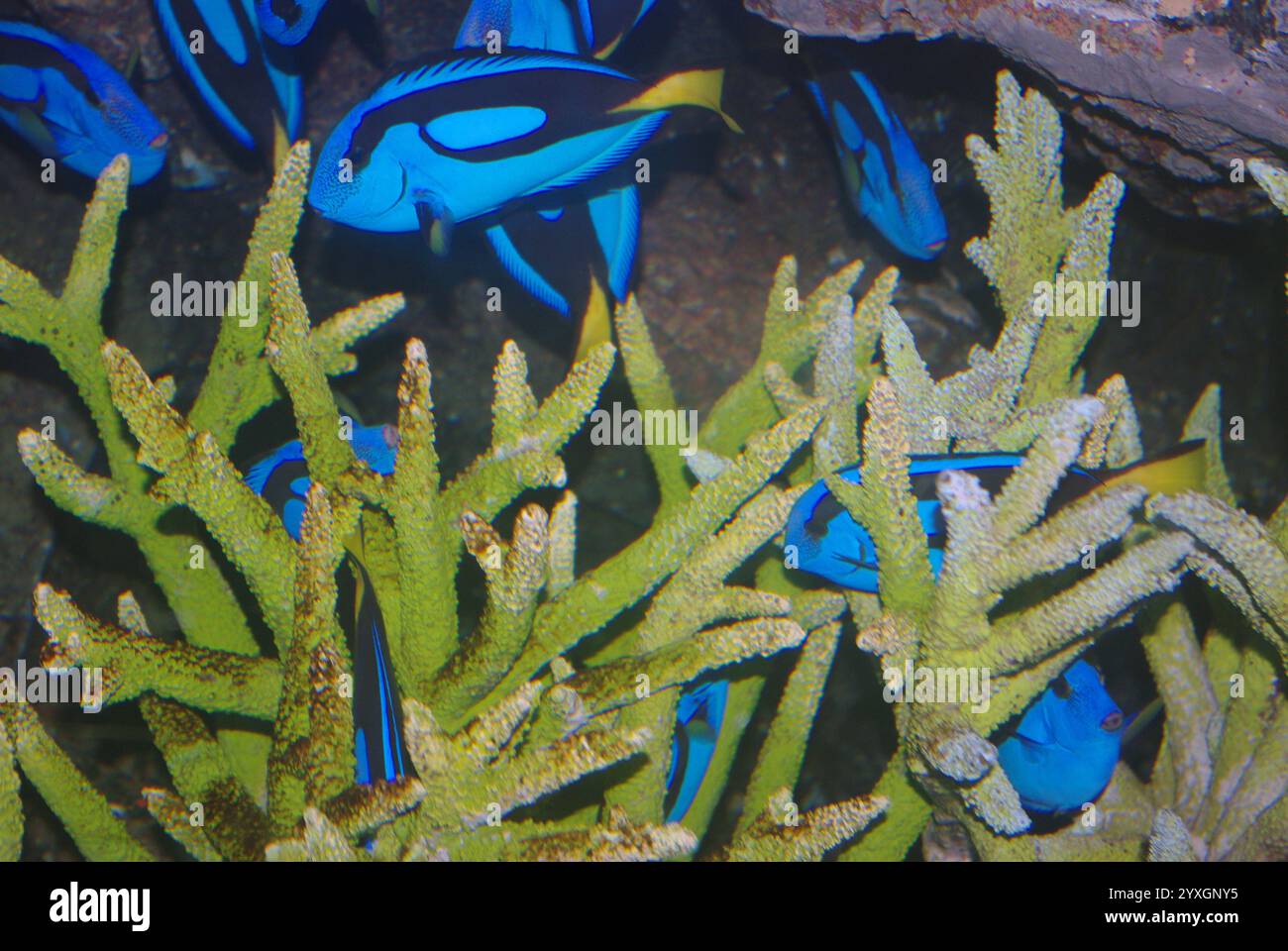 Dory fish tank hi-res stock photography and images - Alamy