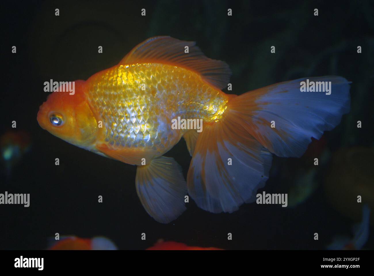 Oranda doubletail goldfish (Carassius auratus Stock Photo - Alamy