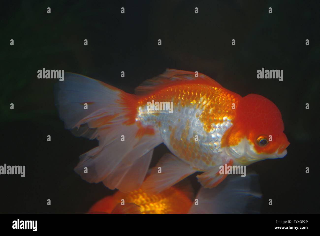 Oranda doubletail goldfish (Carassius auratus Stock Photo - Alamy