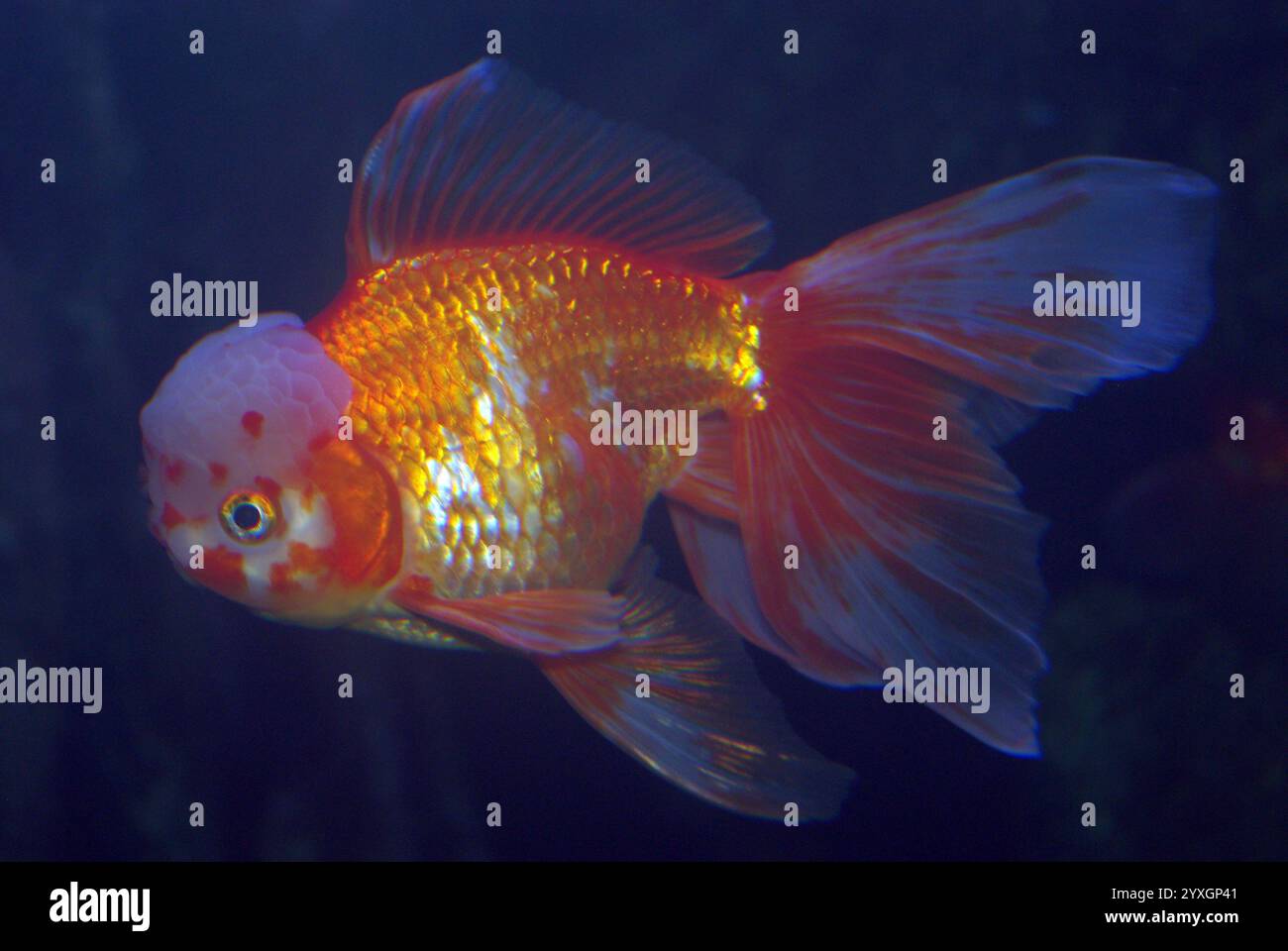 Oranda doubletail goldfish (Carassius auratus Stock Photo - Alamy
