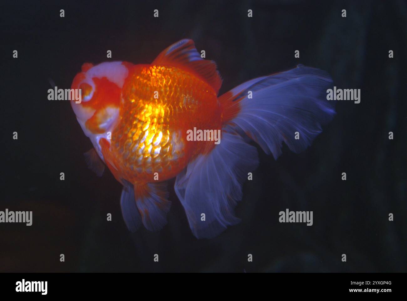 Oranda doubletail goldfish (Carassius auratus Stock Photo - Alamy