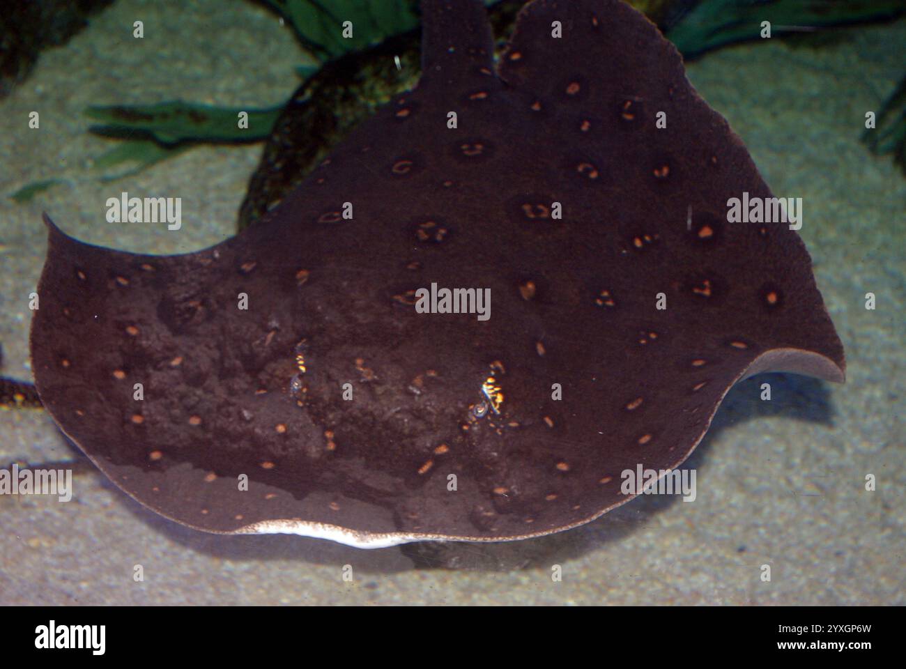 The ocellate river stingray (Potamotrygon motoro), also known as the ...
