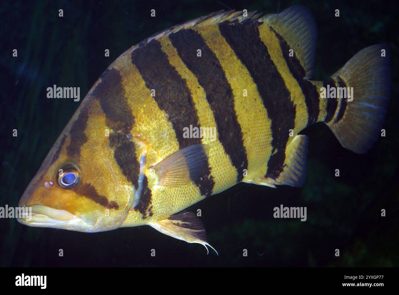 Datnioides microlepis, also known as the Indonesian tiger perch, Indo ...