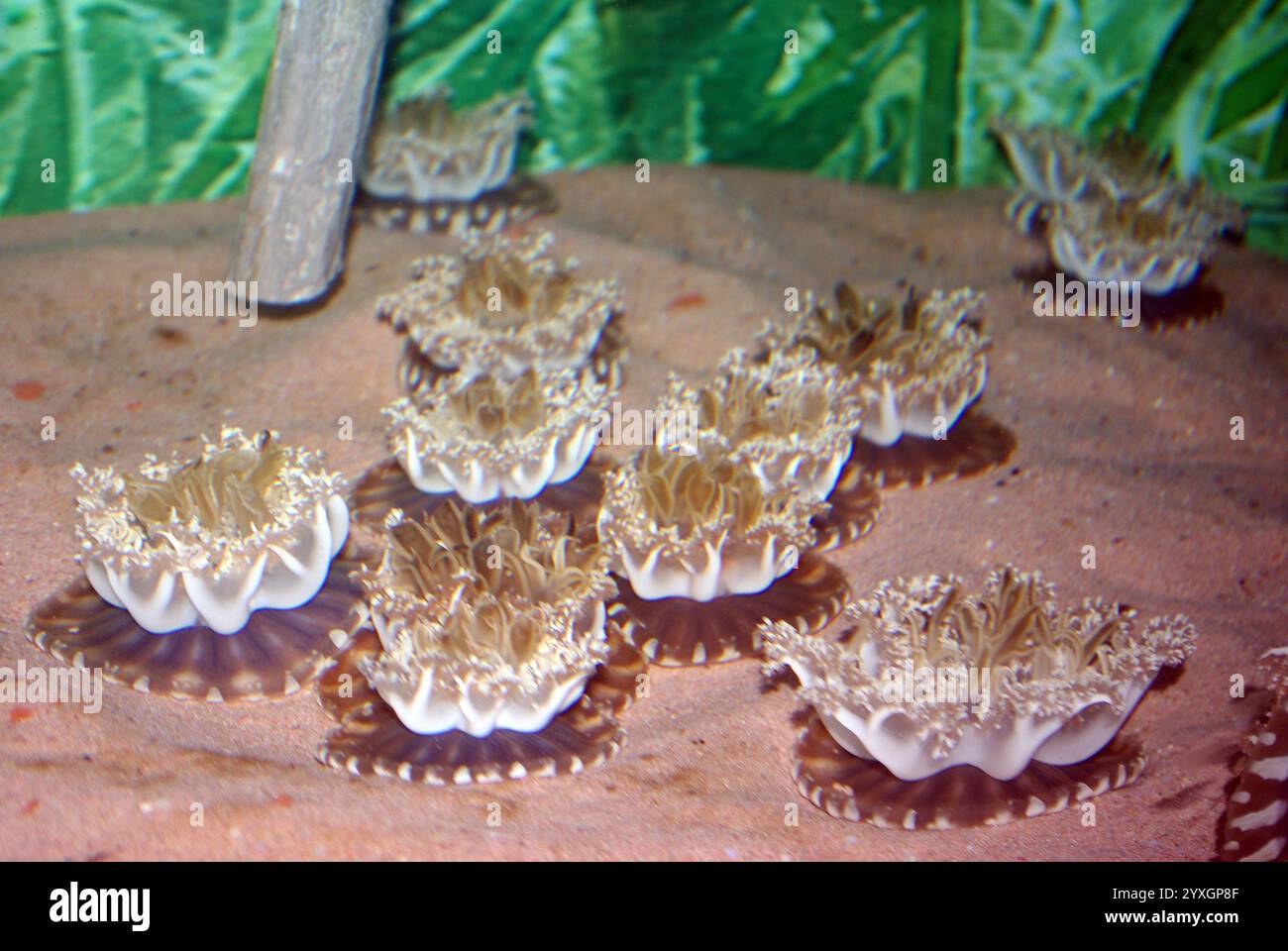 Upside down jellyfish (cassiopea sp) hi-res stock photography and ...