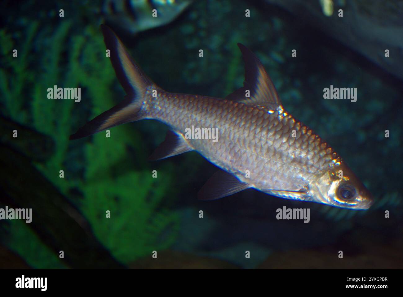 Bala sharkminnow balantiocheilos melanopterus hi-res stock photography ...