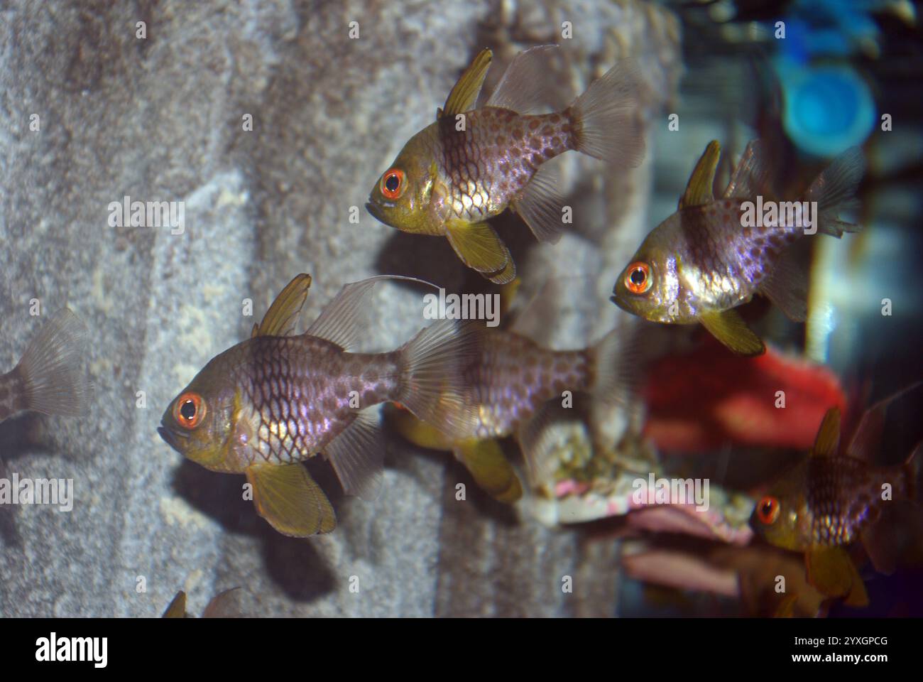 Pajama cardinalfish, Sphaeramia nematoptera Stock Photo - Alamy