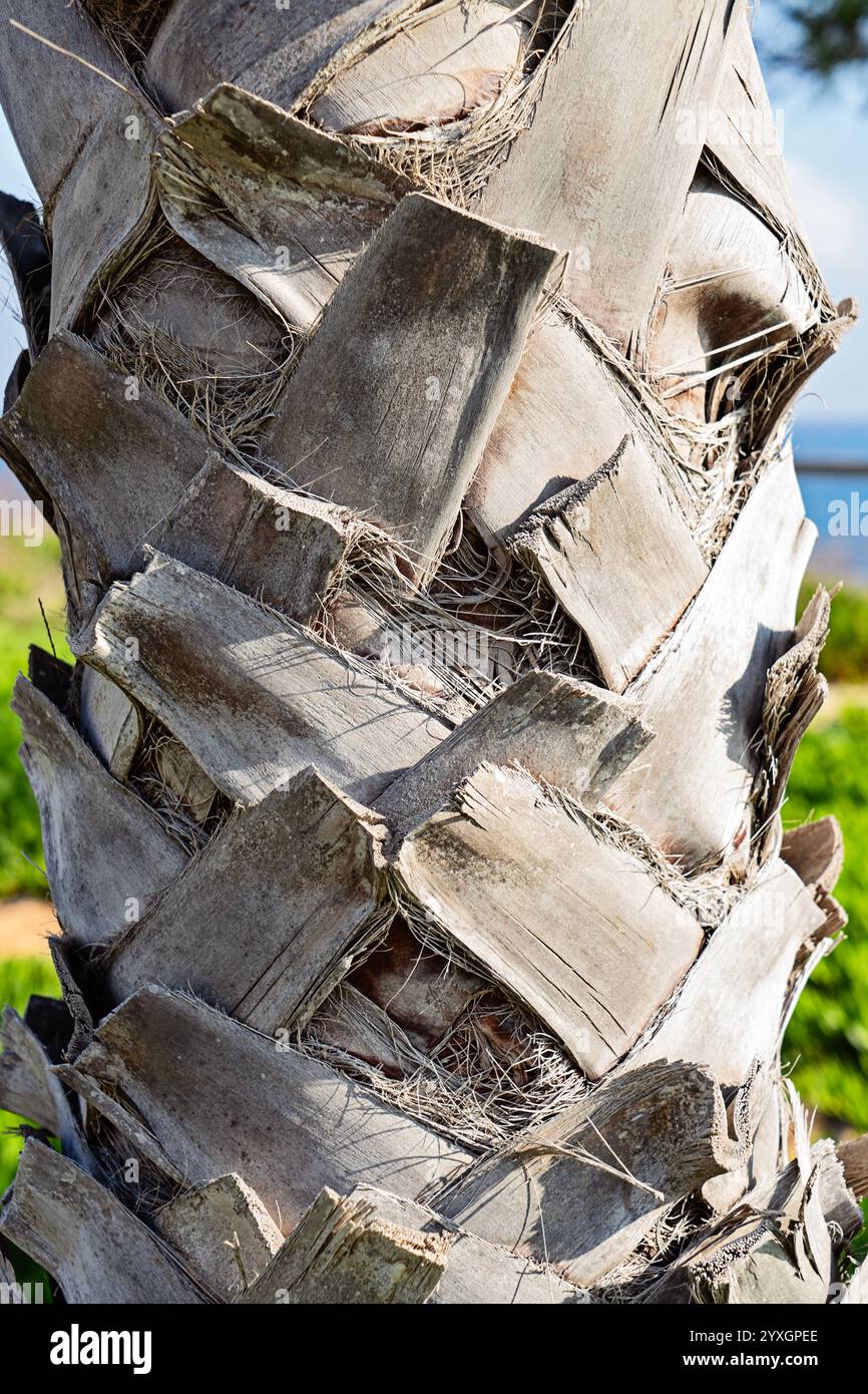 Close-Up of a Palm Tree Trunk with Unique Textures and Natural Details ...