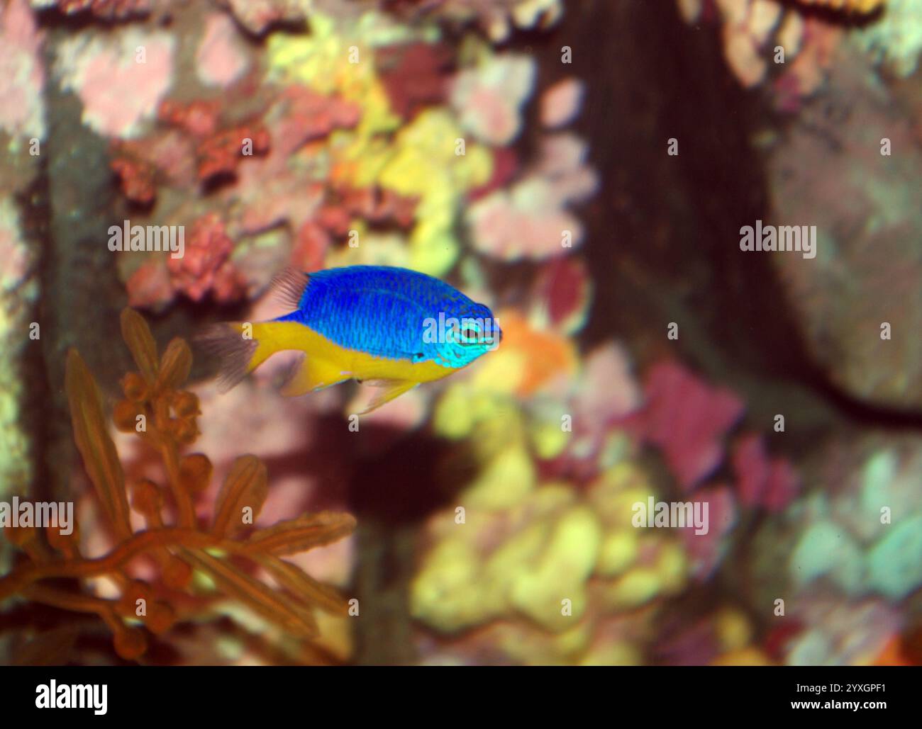 Chrysiptera hemicyanea, known commonly as the azure damselfish, azure ...