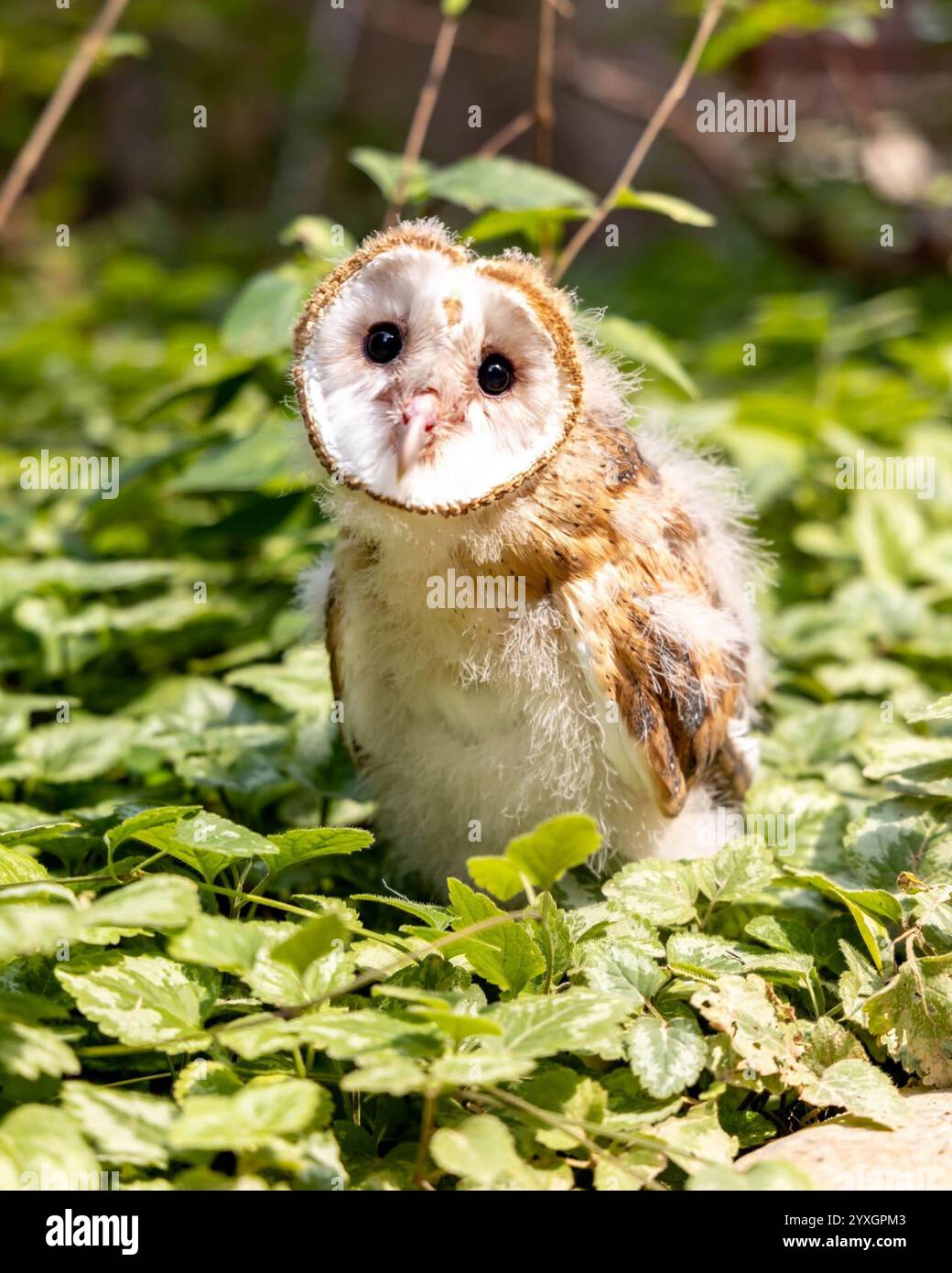 Juvenile barn owl with fluffy feathers and tilted head stands in dense ...
