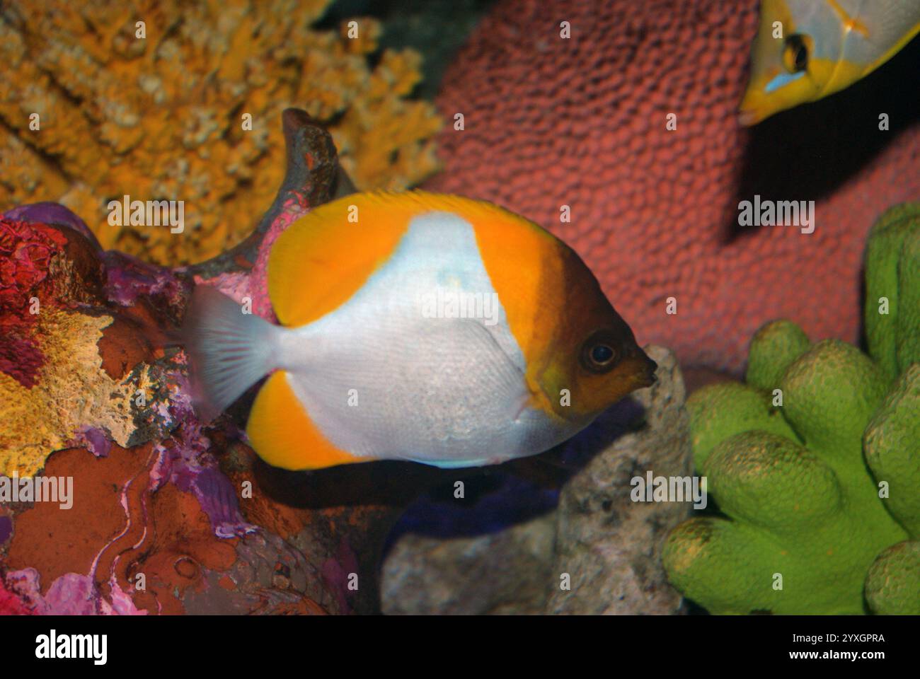 Pyramid butterflyfish (Hemitaurichthys polylepis Stock Photo - Alamy