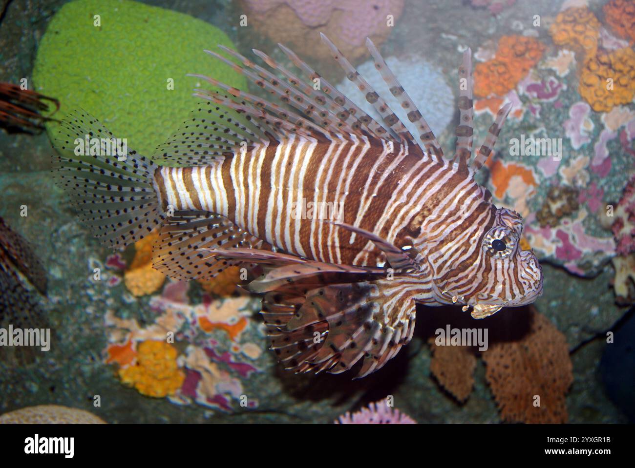 Pterois miles, the devil firefish or common lionfish Stock Photo - Alamy