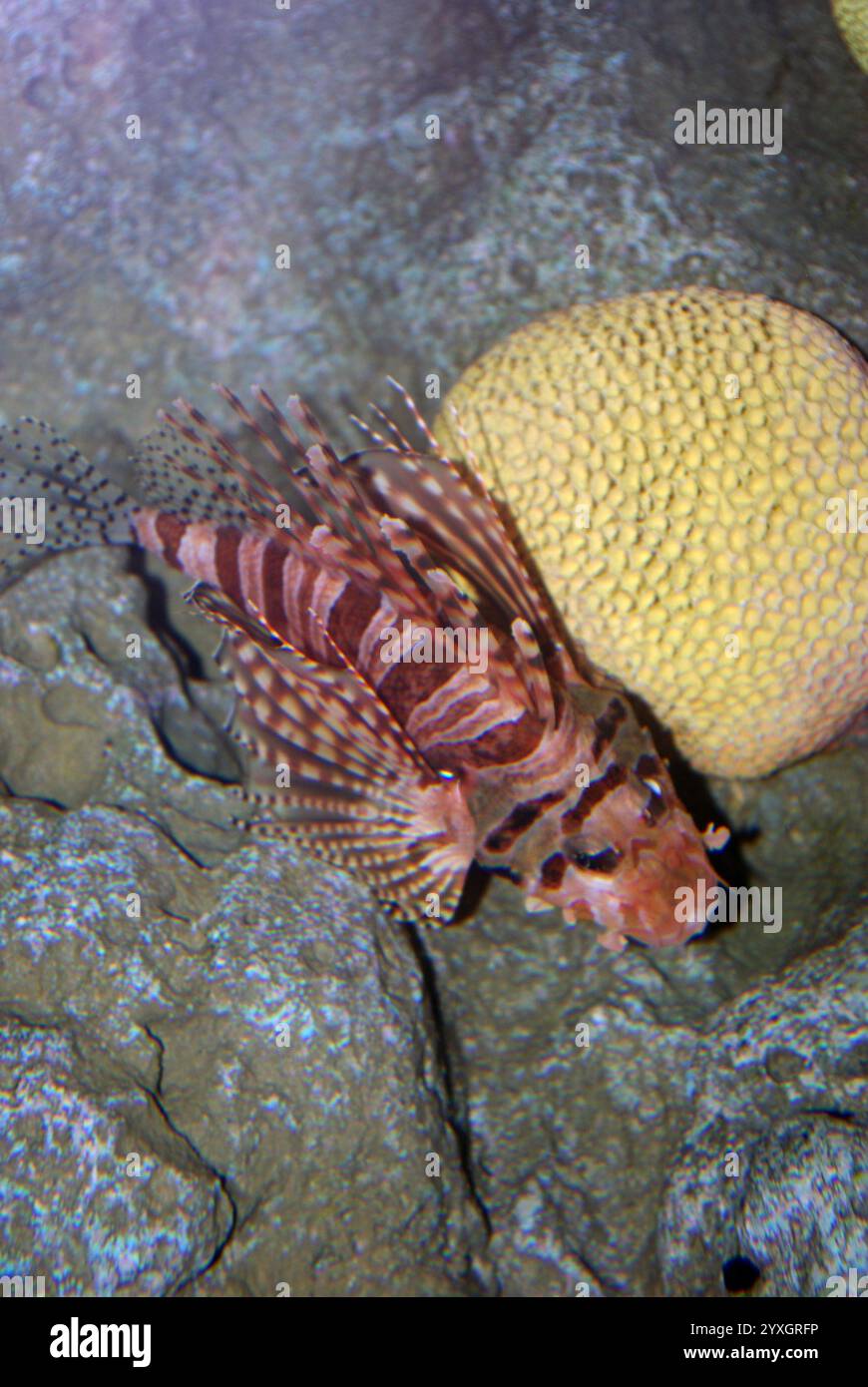Zebra turkeyfish dendrochirus zebra hi-res stock photography and images ...