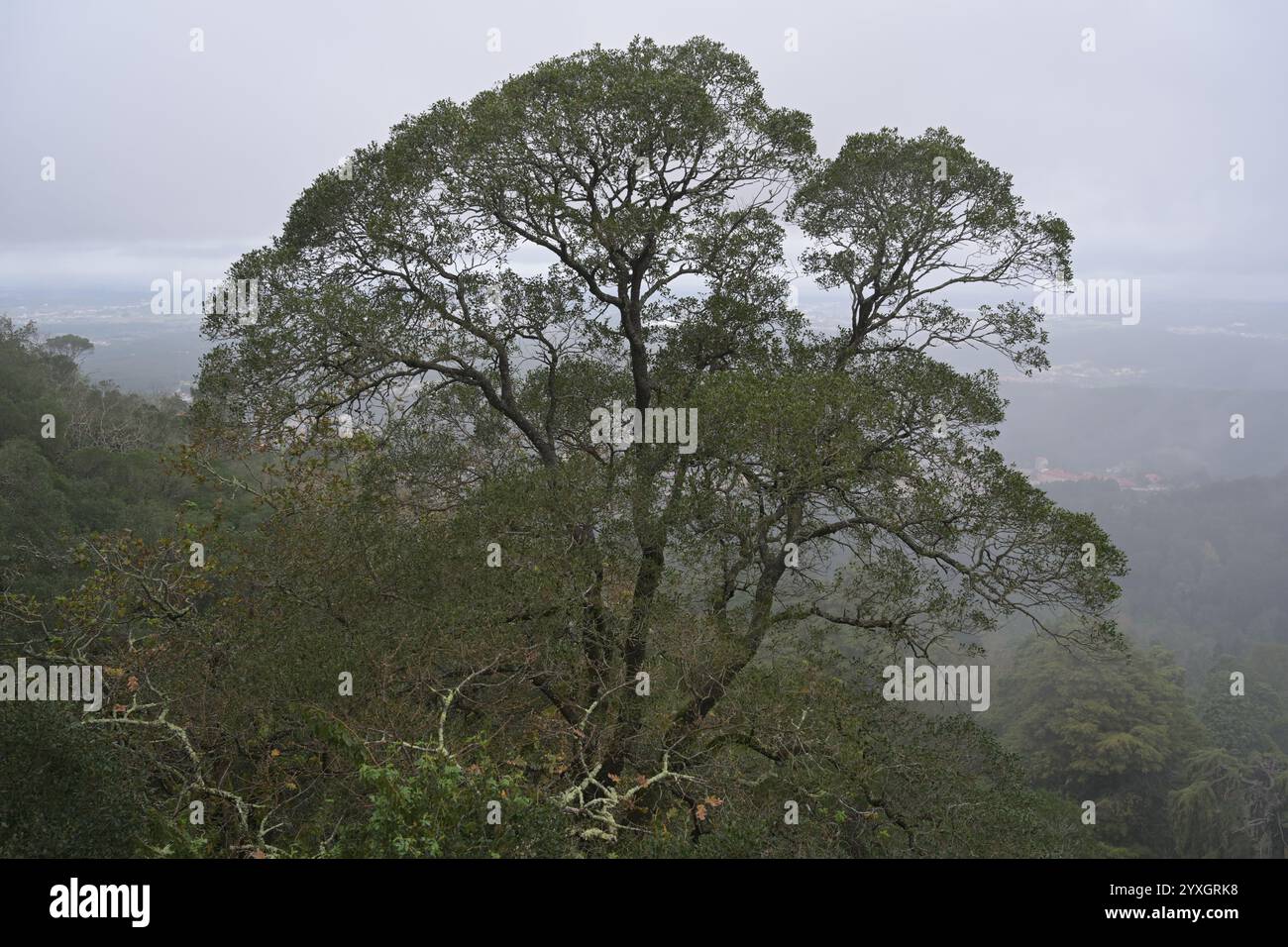 Miradouro da cruz alta. Bucaco National Forest Portugal , Phillyrea ...