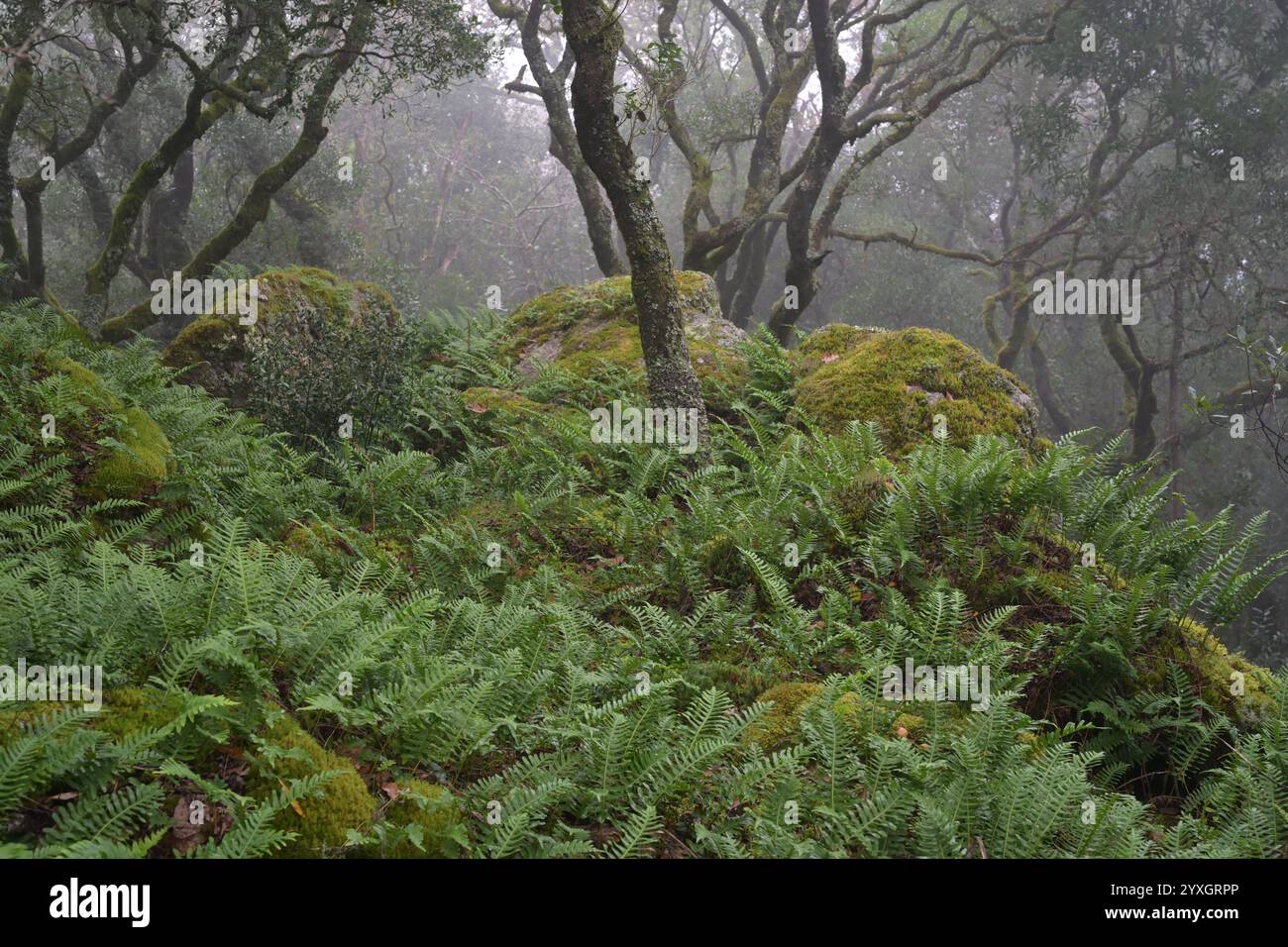 Bucaco national forest hi-res stock photography and images - Alamy