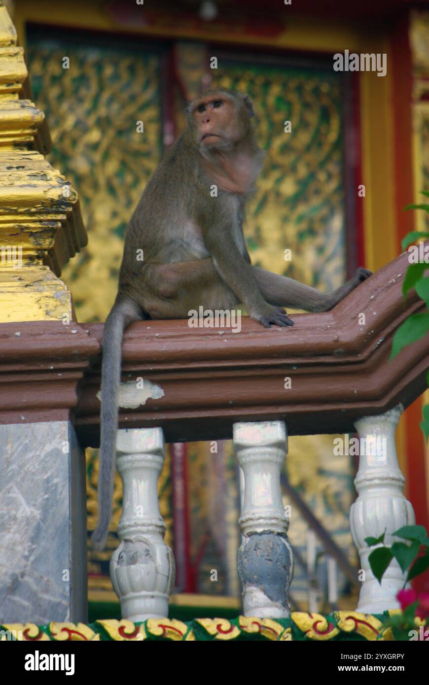 Crab-eating (AKA Long-tailed macaque) - Macaca fascicularis Stock Photo ...