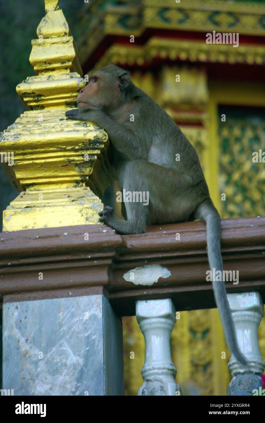 Crab-eating (AKA Long-tailed macaque) - Macaca fascicularis Stock Photo ...