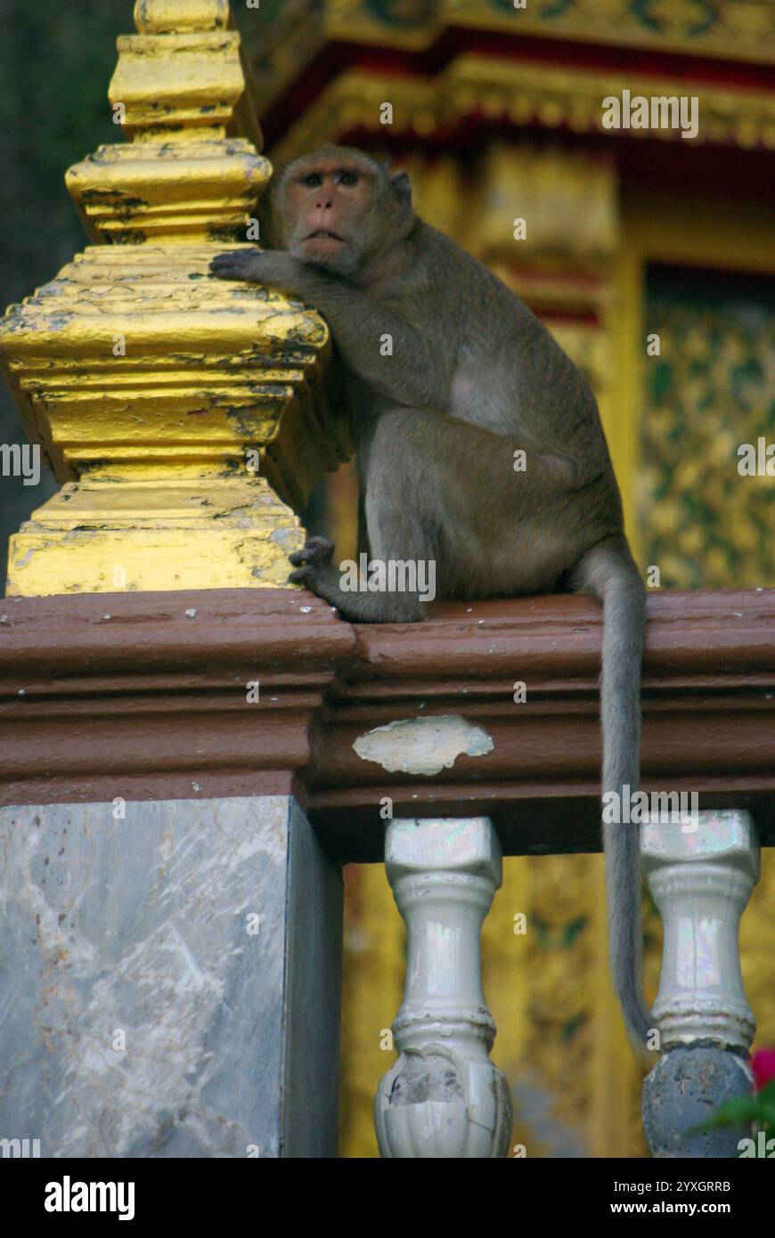 Crab-eating (AKA Long-tailed macaque) - Macaca fascicularis Stock Photo ...