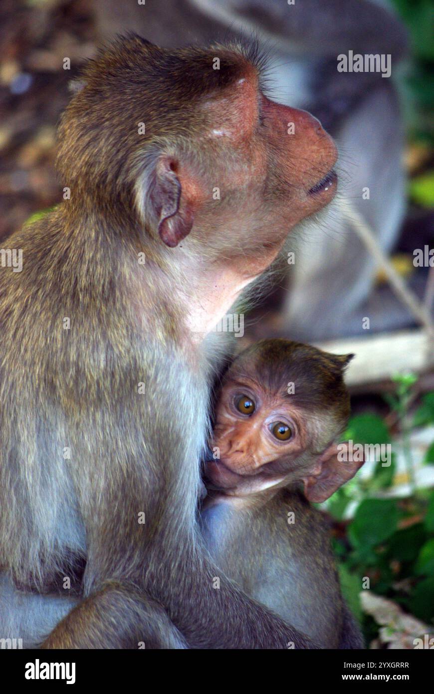 Crab-eating (AKA Long-tailed macaque) - Macaca fascicularis Stock Photo ...