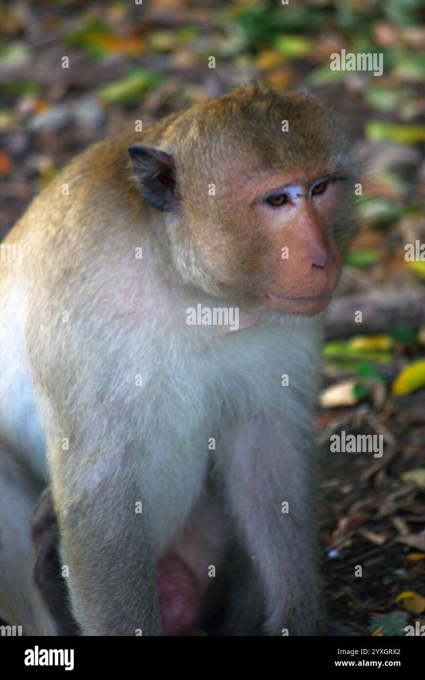 Crab-eating (AKA Long-tailed macaque) - Macaca fascicularis Stock Photo ...