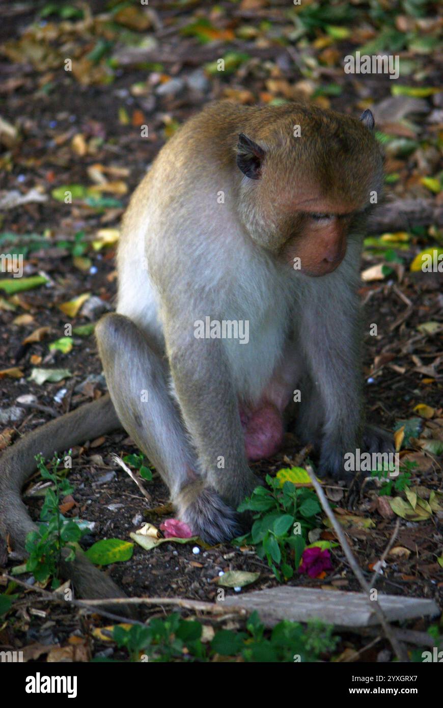 Crab-eating (AKA Long-tailed macaque) - Macaca fascicularis Stock Photo ...