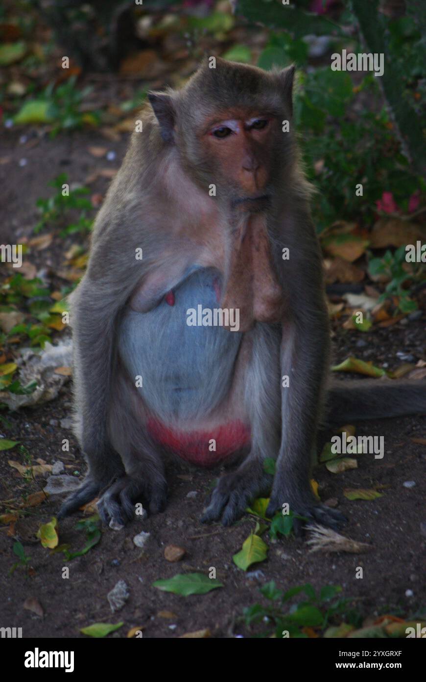 Crab-eating (AKA Long-tailed macaque) - Macaca fascicularis Stock Photo ...