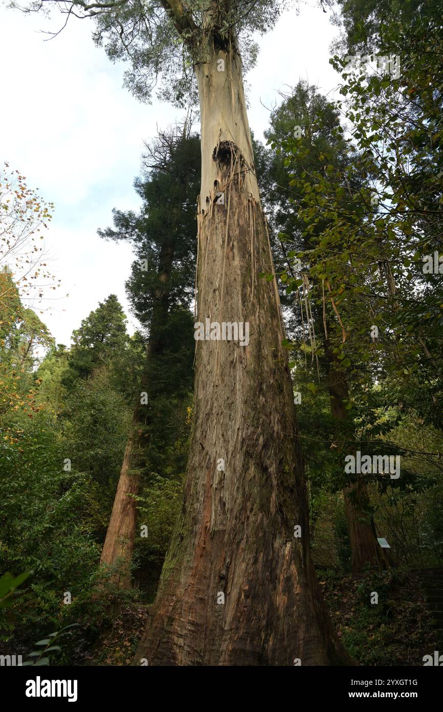 Bucaco National Forest Portugal. Palace hotel garden. giant eucalyptus ...