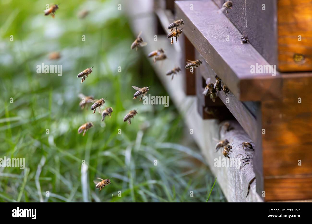 Swarm busy honey bees entering hi-res stock photography and images - Alamy