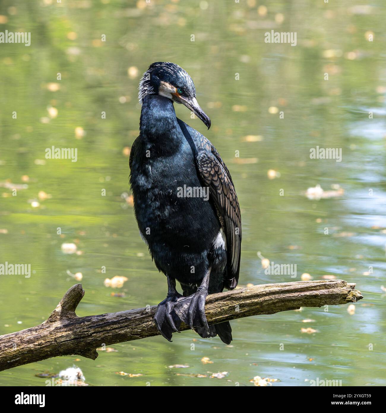 The great cormorant, Phalacrocorax carbo known as the great black ...