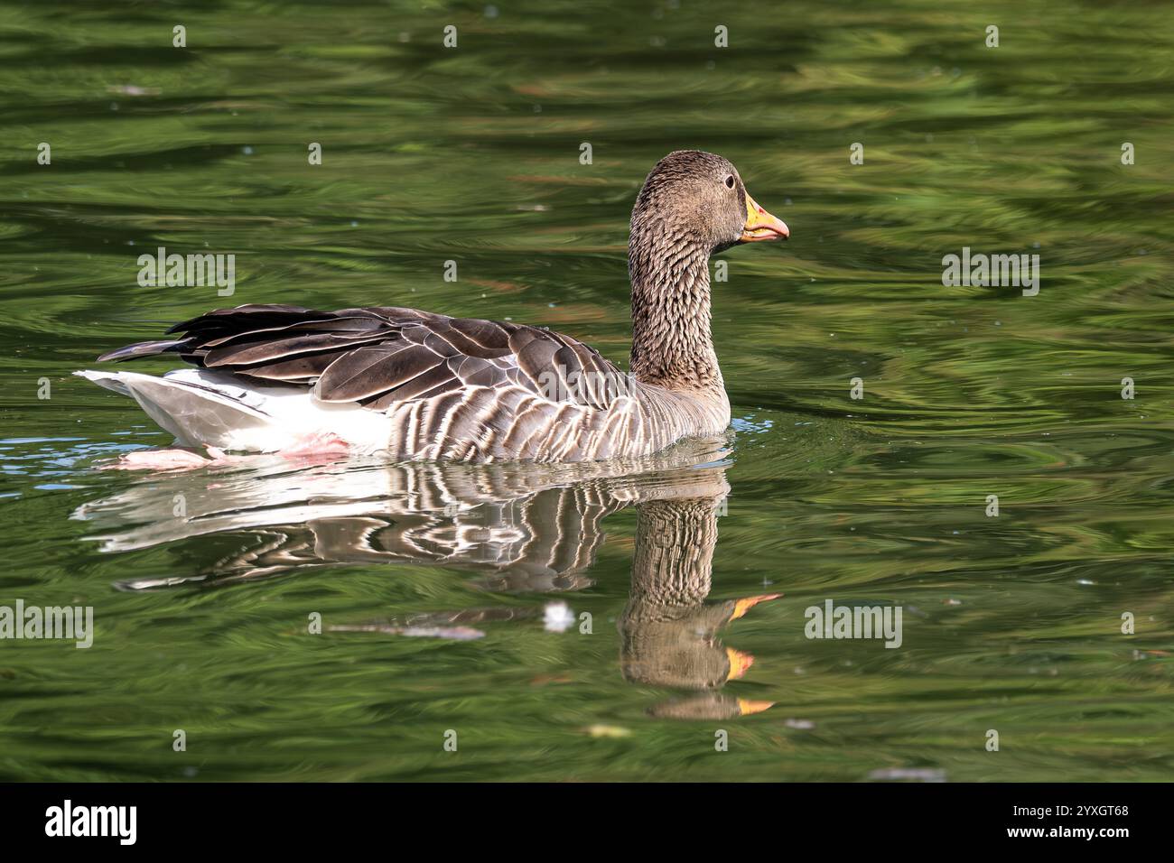 The greylag goose, Anser anser is a species of large goose in the ...