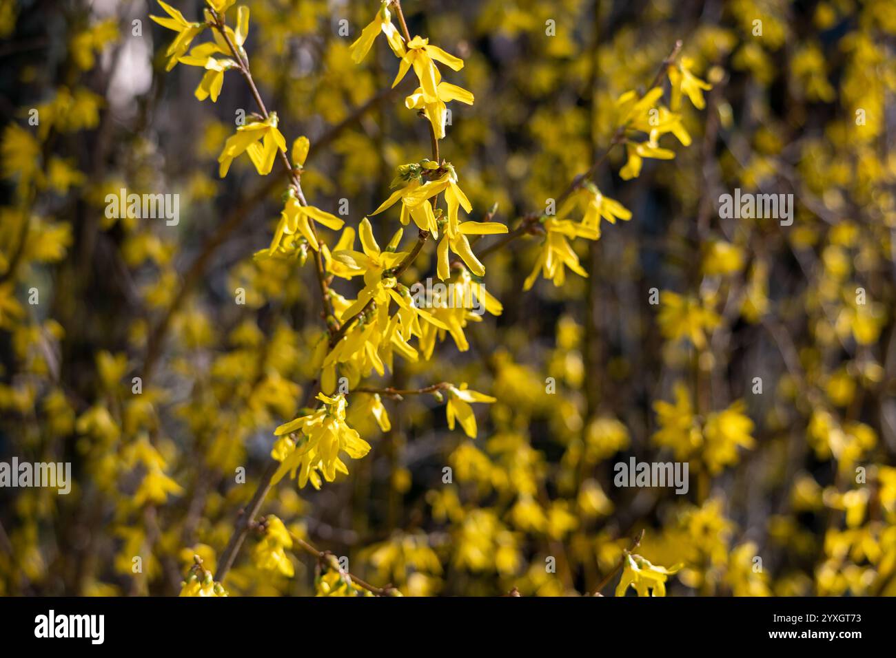 Blooming bush forsythia in hi-res stock photography and images - Alamy