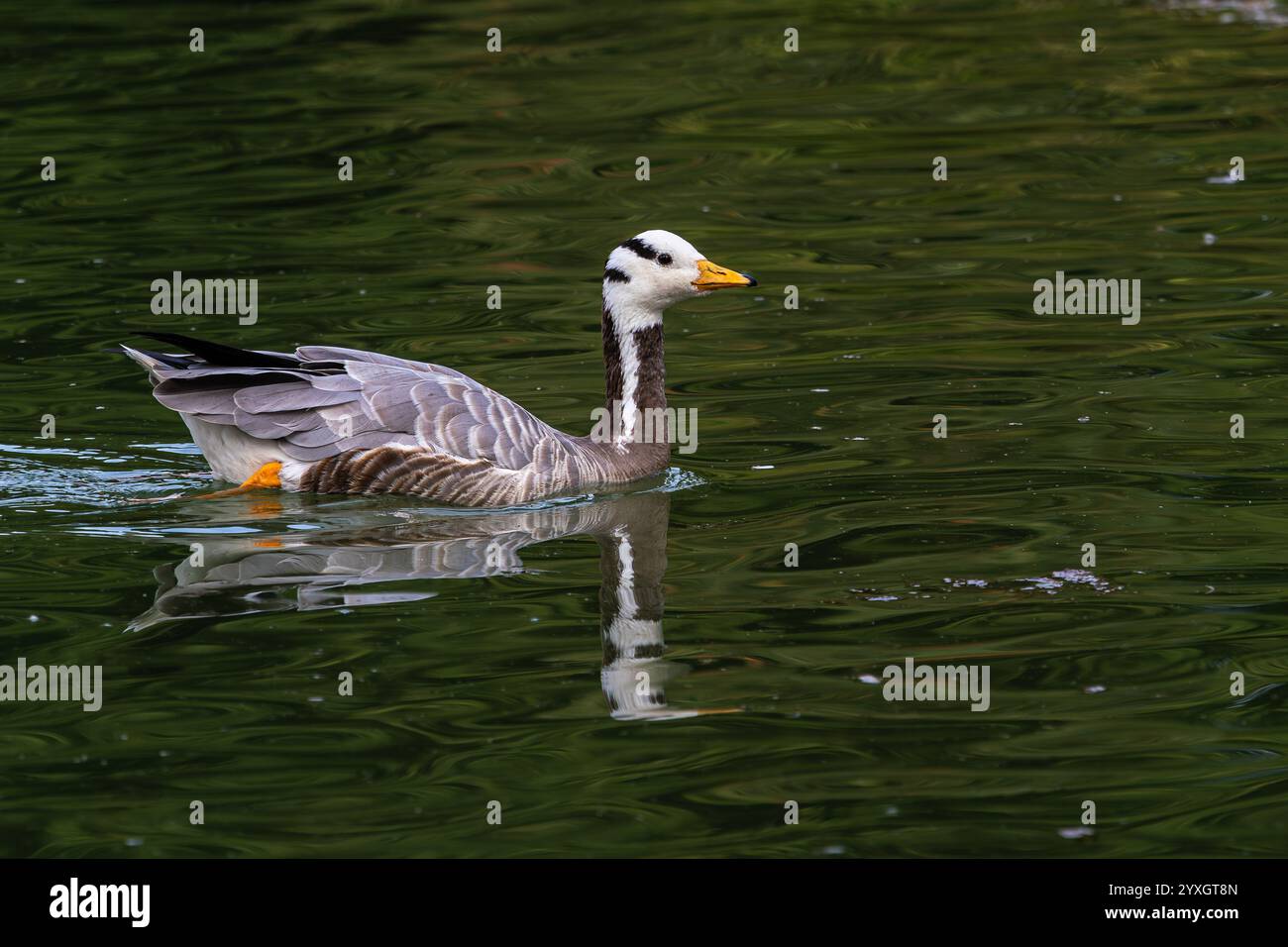 The bar-headed goose, Anser indicus is a goose that breeds in Central ...